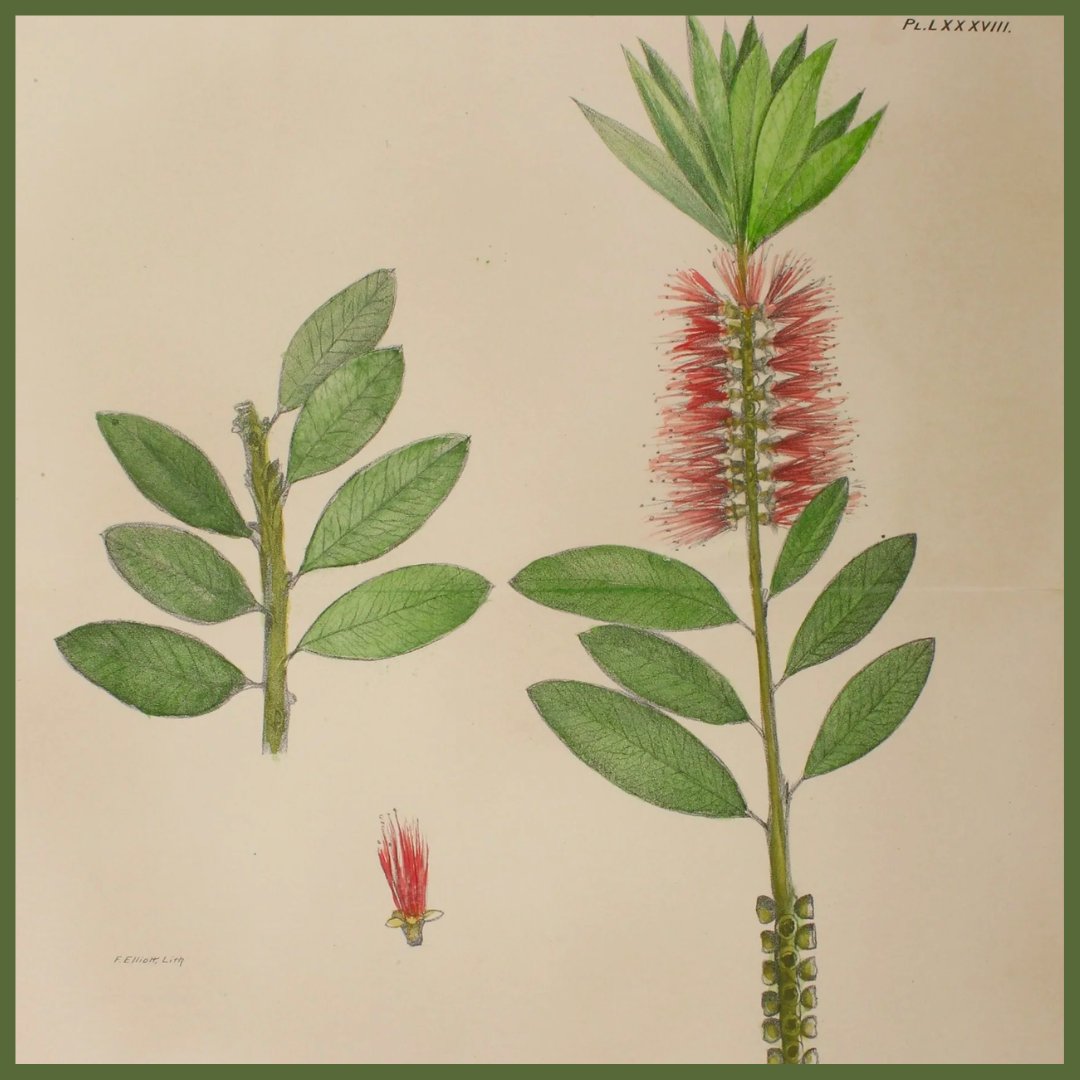 Frederick Manson Bailey Collection | Antiquarian Print Shop