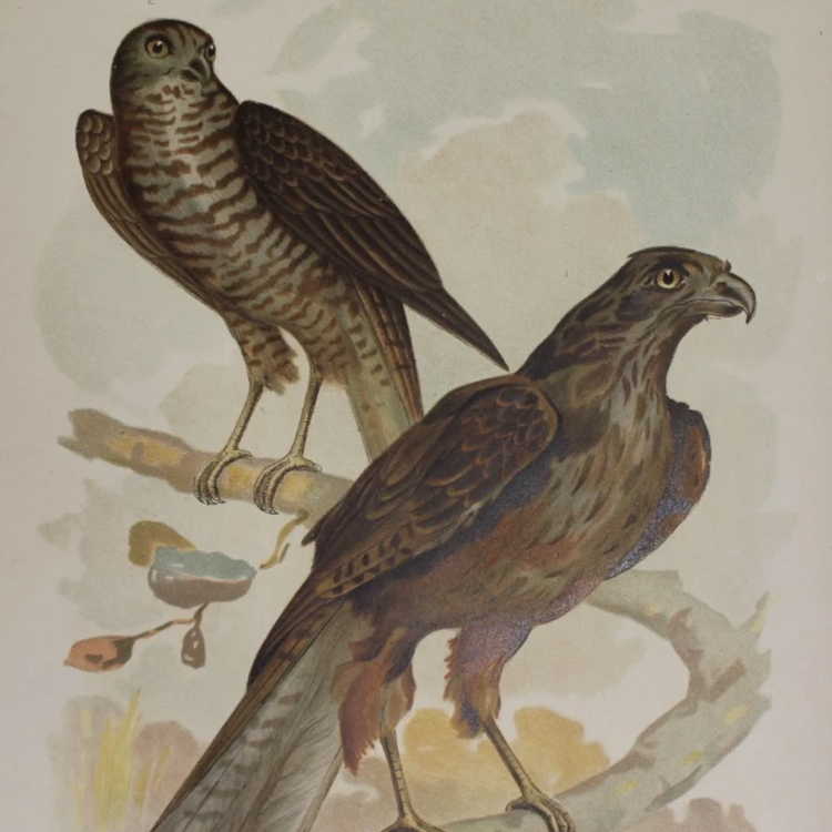 Biography of Gracius Joseph Broinowski | Antiquarian Print Shop