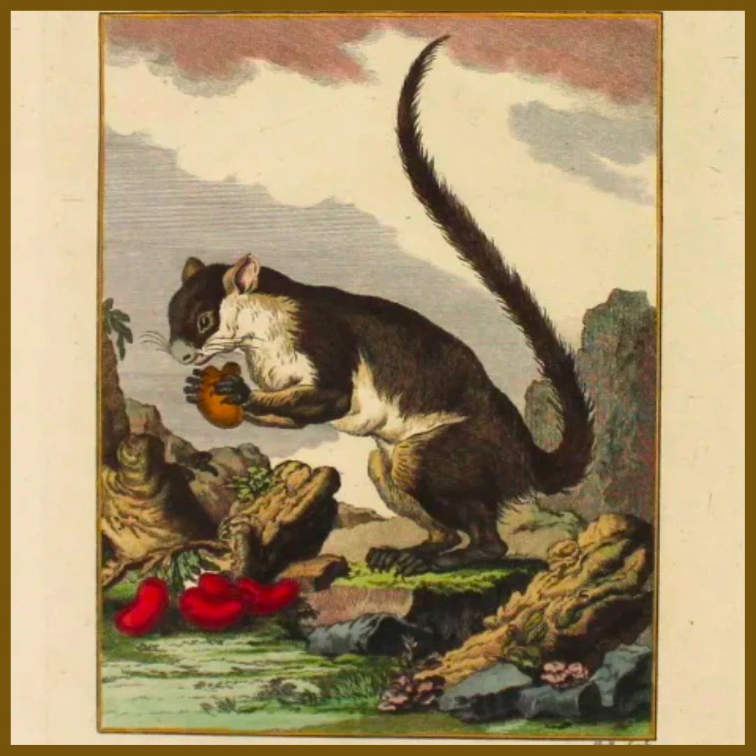 Buy Vintage & Antique Historical Prints Online – Antiquarian Print Shop