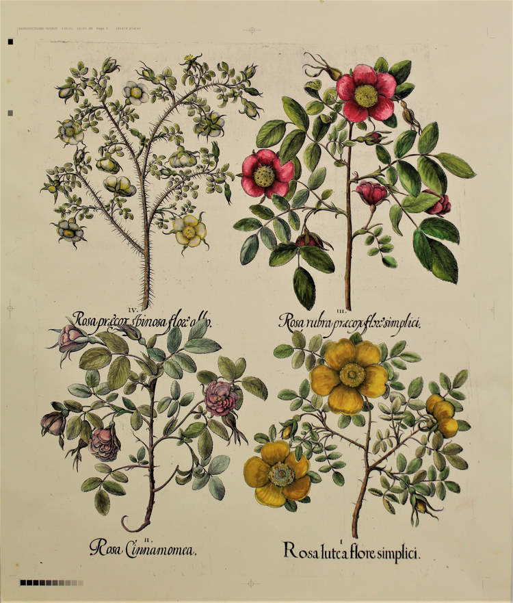 The Story of Pears Soap | Antiquarian Print Shop