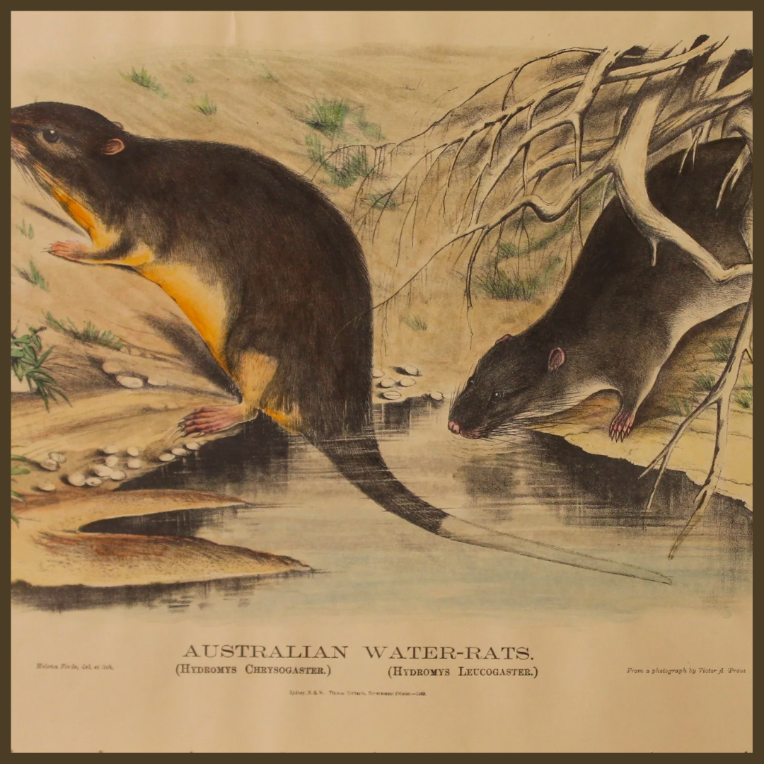 The Story of Pears Soap | Antiquarian Print Shop