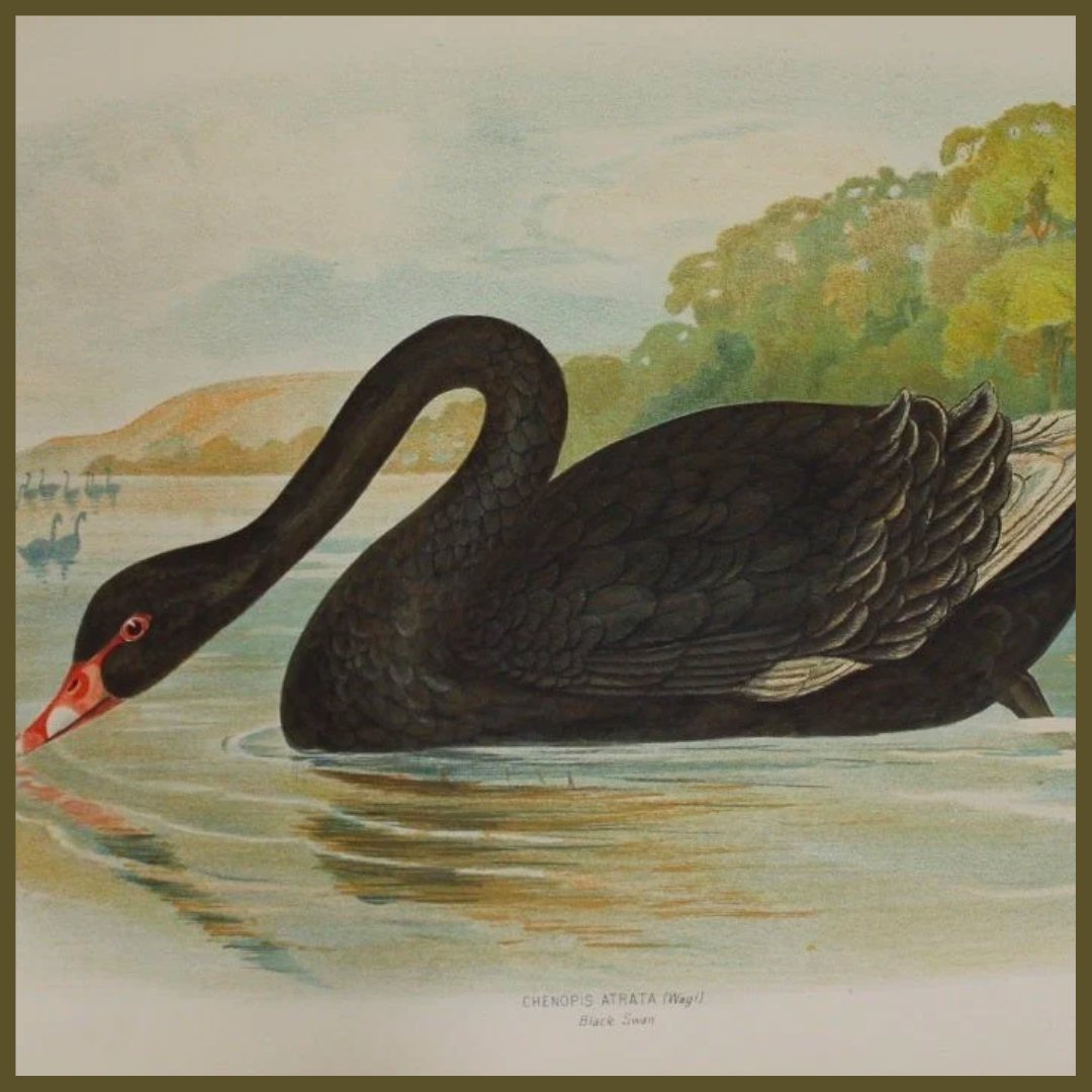 Broinowski, Gracius Joseph Collection | Antiquarian Print Shop