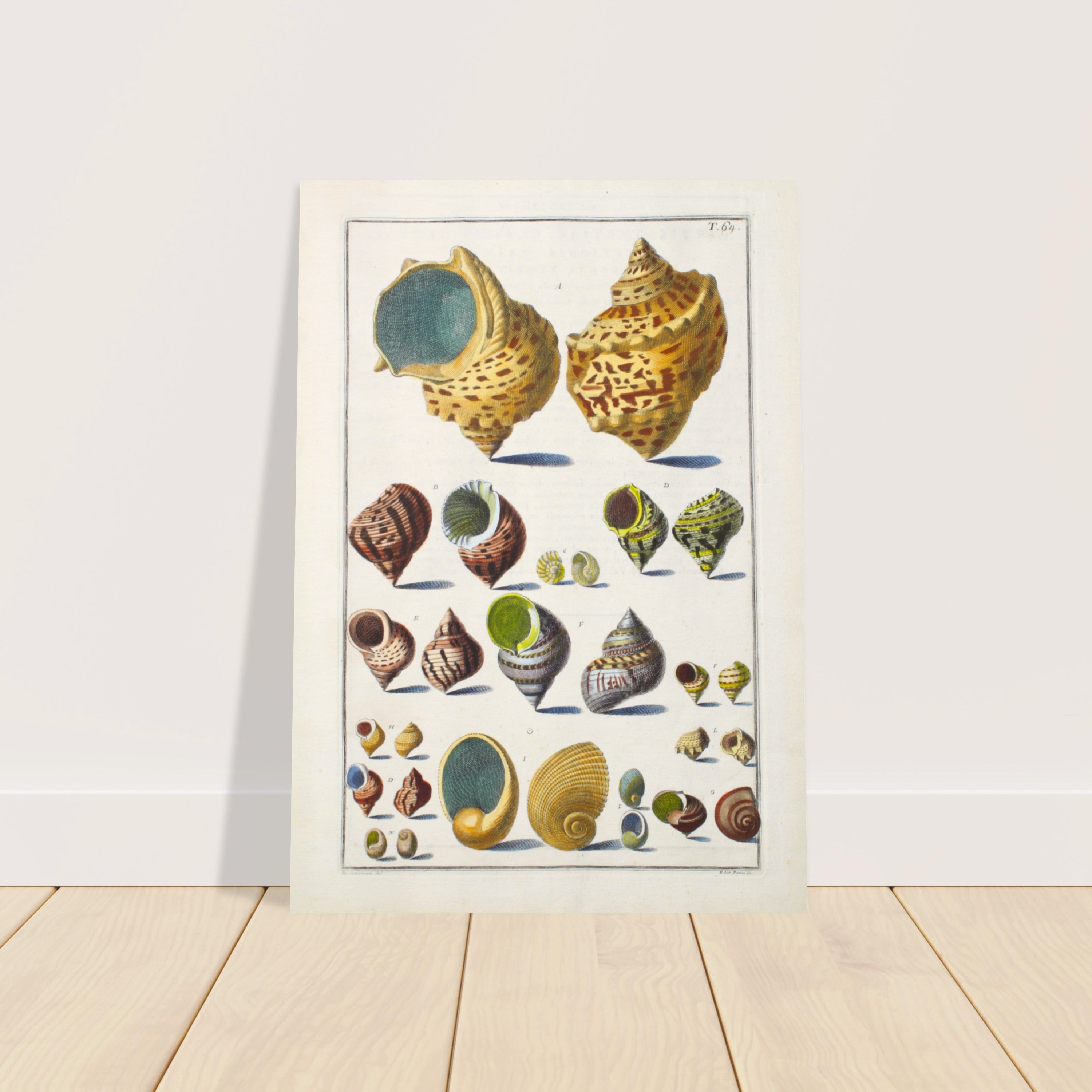 Custom Seashell Prints