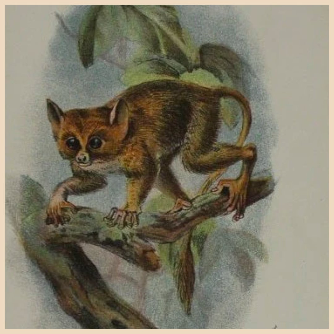 Lydekker, Richard Collection | Antiquarian Print Shop