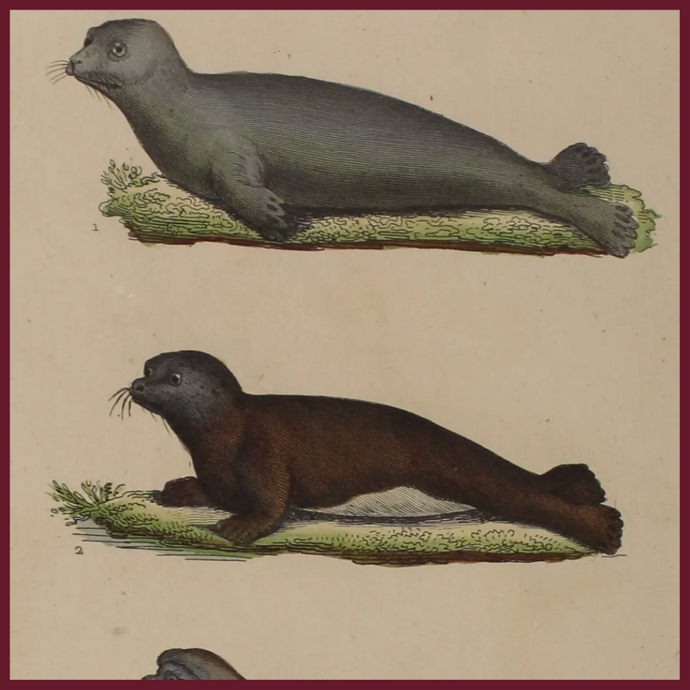 Buy Vintage & Antique Historical Prints Online