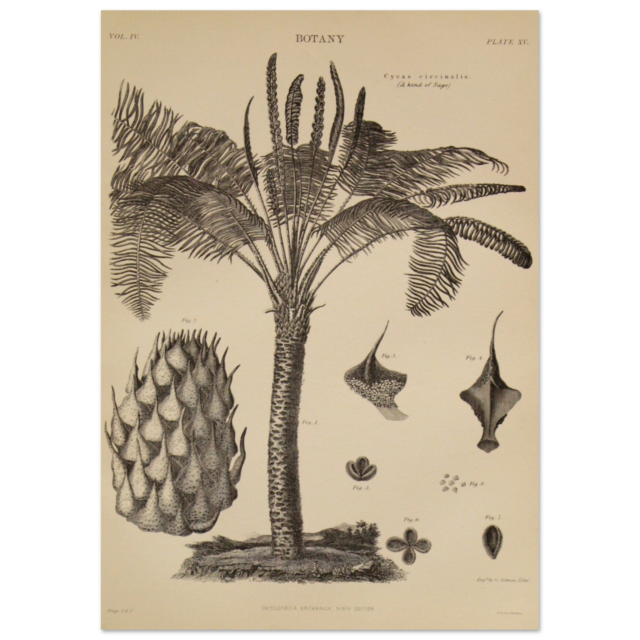 Botany Plate 15 - Sepia – Antiquarian Print Shop