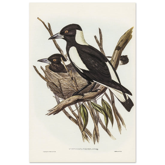 Bird - Australian Magpie (2)