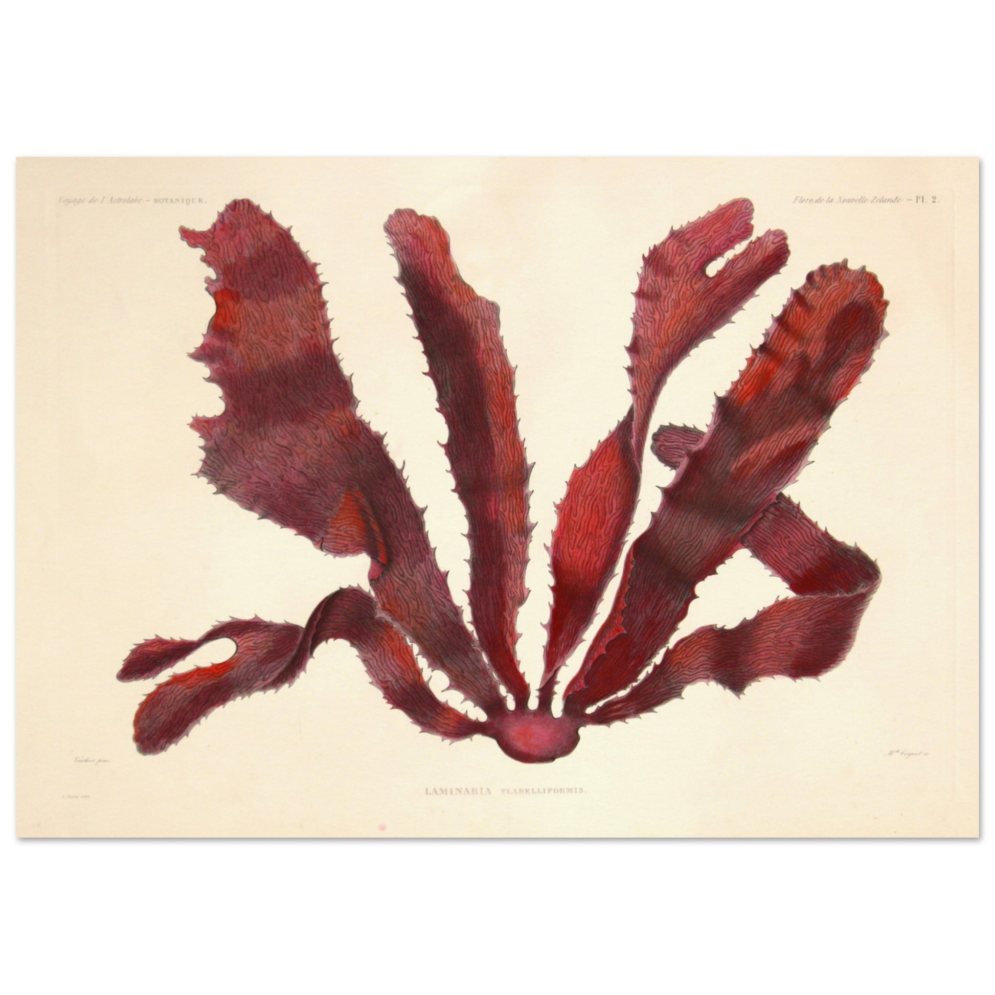 Laminaria Plabelliformis Print Reproduction | Seaweed Plate 2