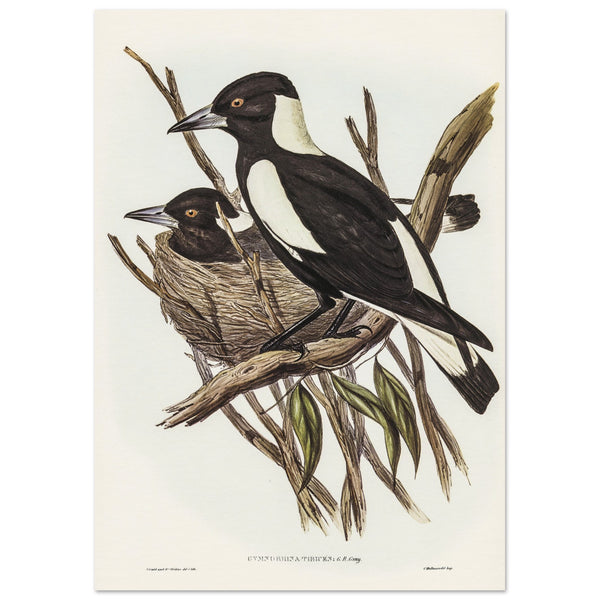 Bird - Australian Magpie (2)