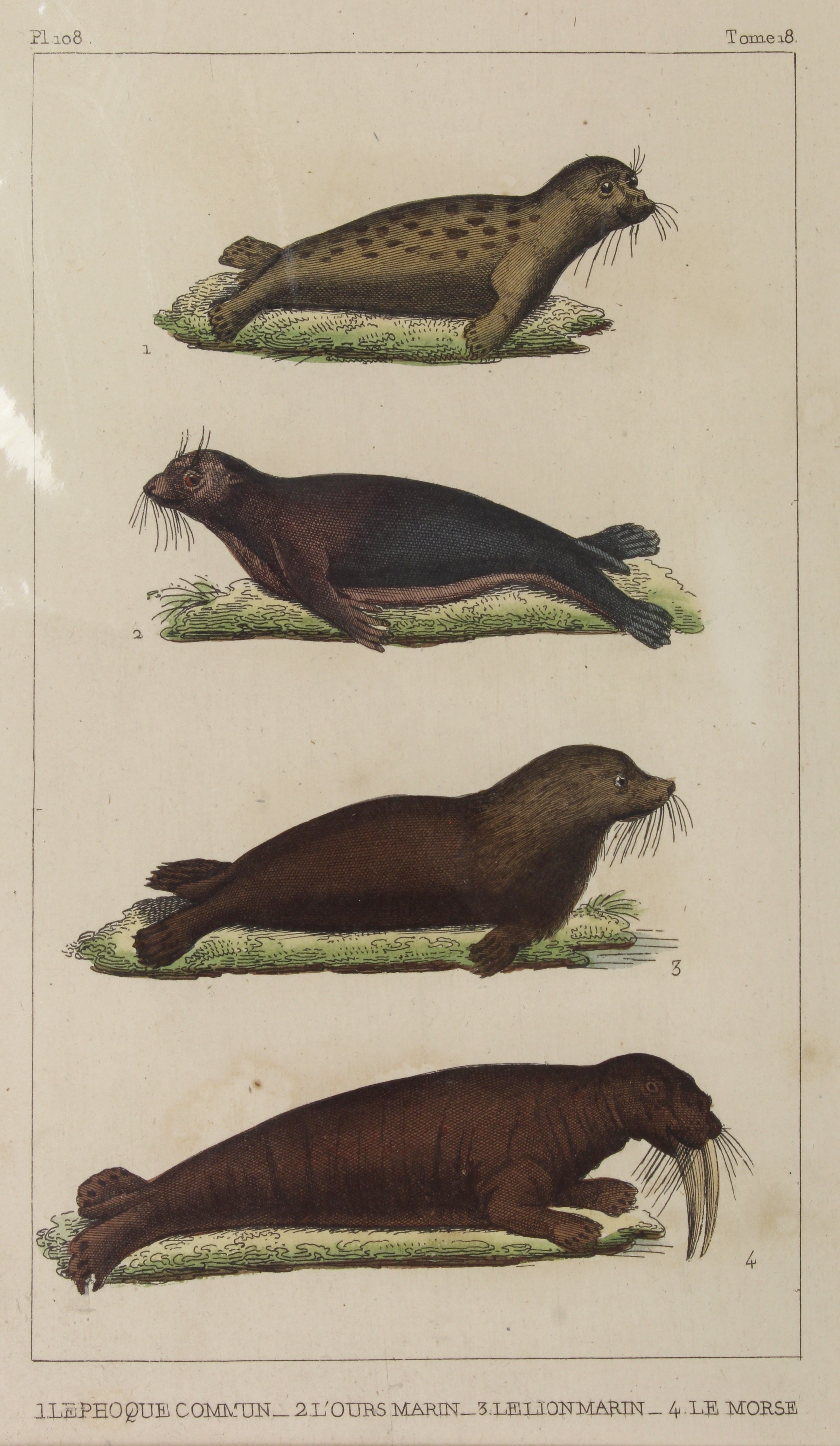 Animals: Lacapede, Comte, de, Seals | Antiquarian Print Shop