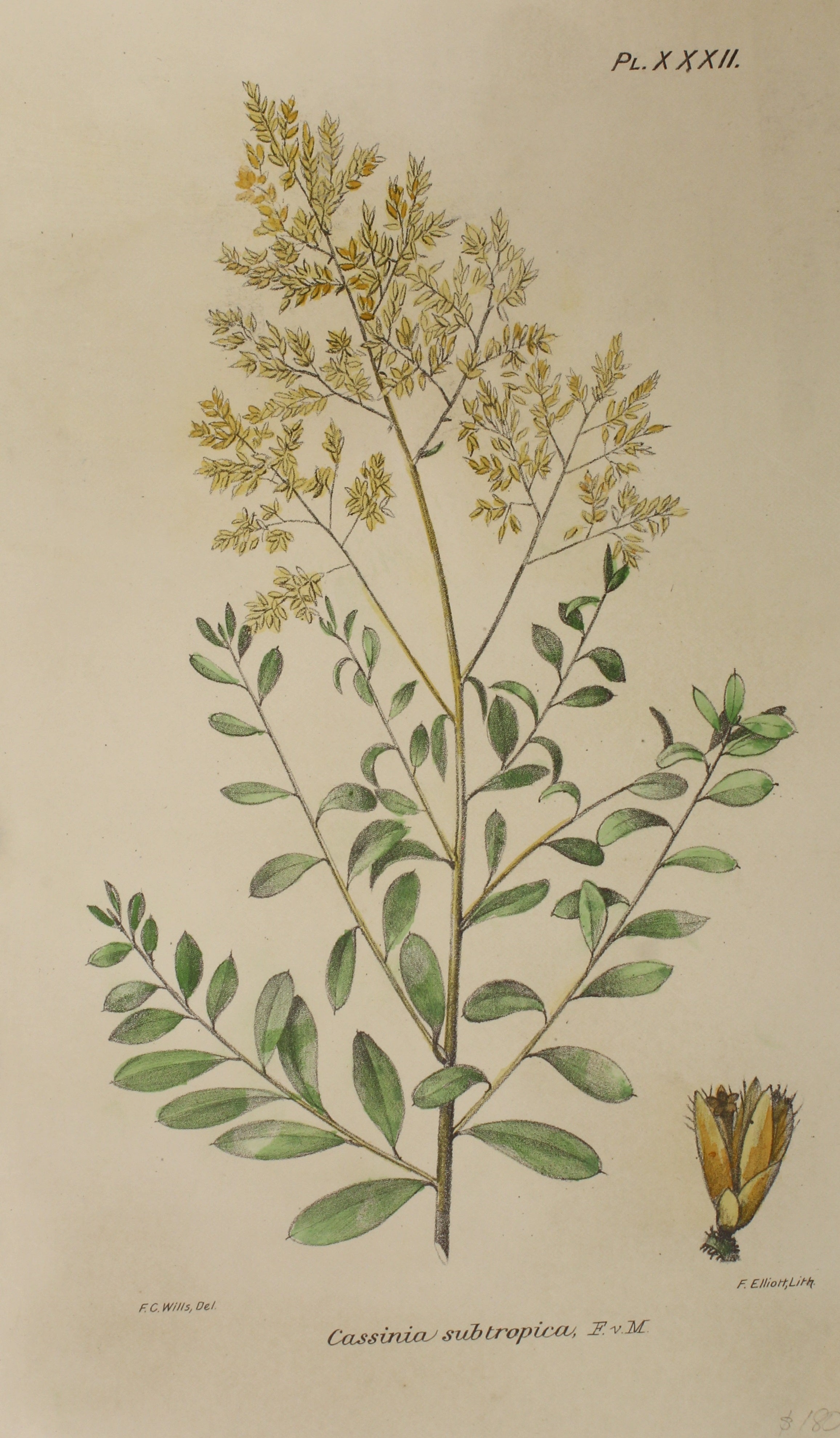 Buy Bailey Frederick Manson, Cassinia Subtropica, c1899