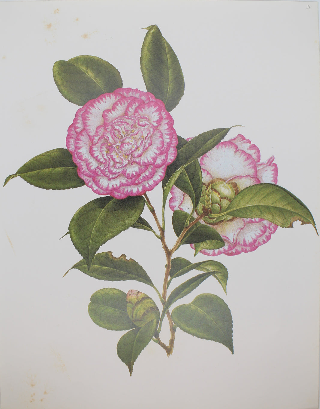 Peter Longhurst Botanical Prints | Antiquarian Print Shop